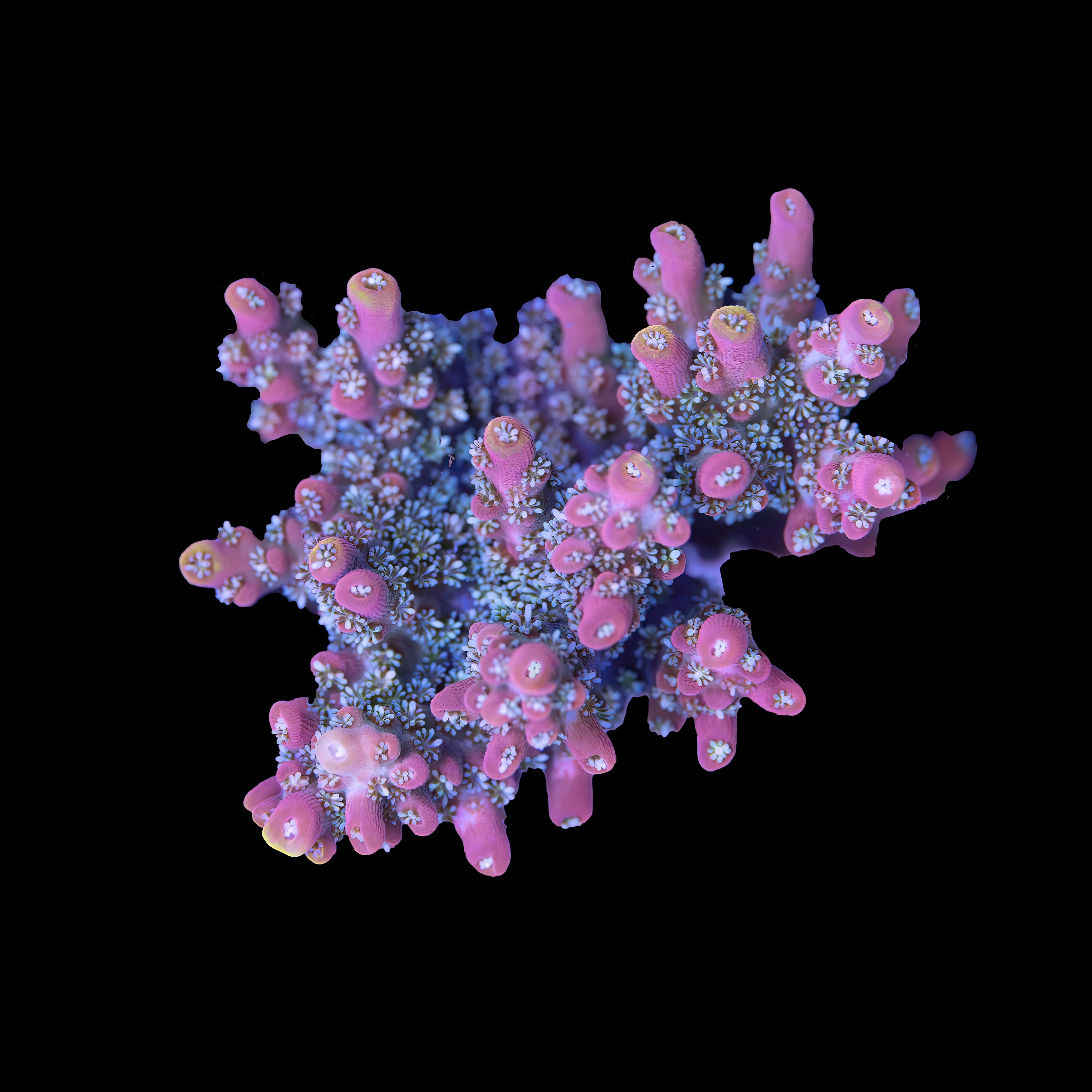 Acropora | Vendita coralli online | Reefest